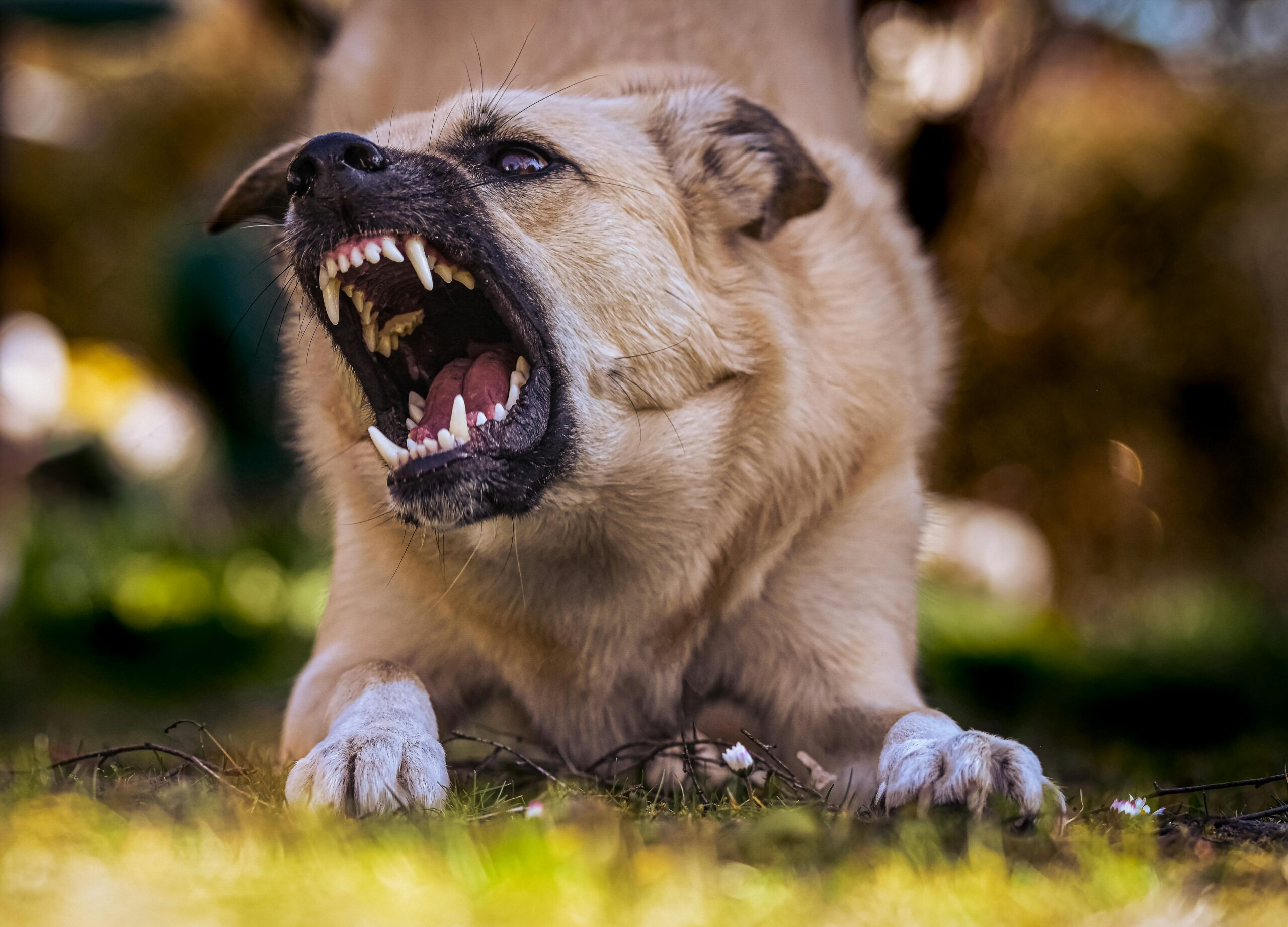 Development of the Canine Frustration Questionnaire - Simplifying ...